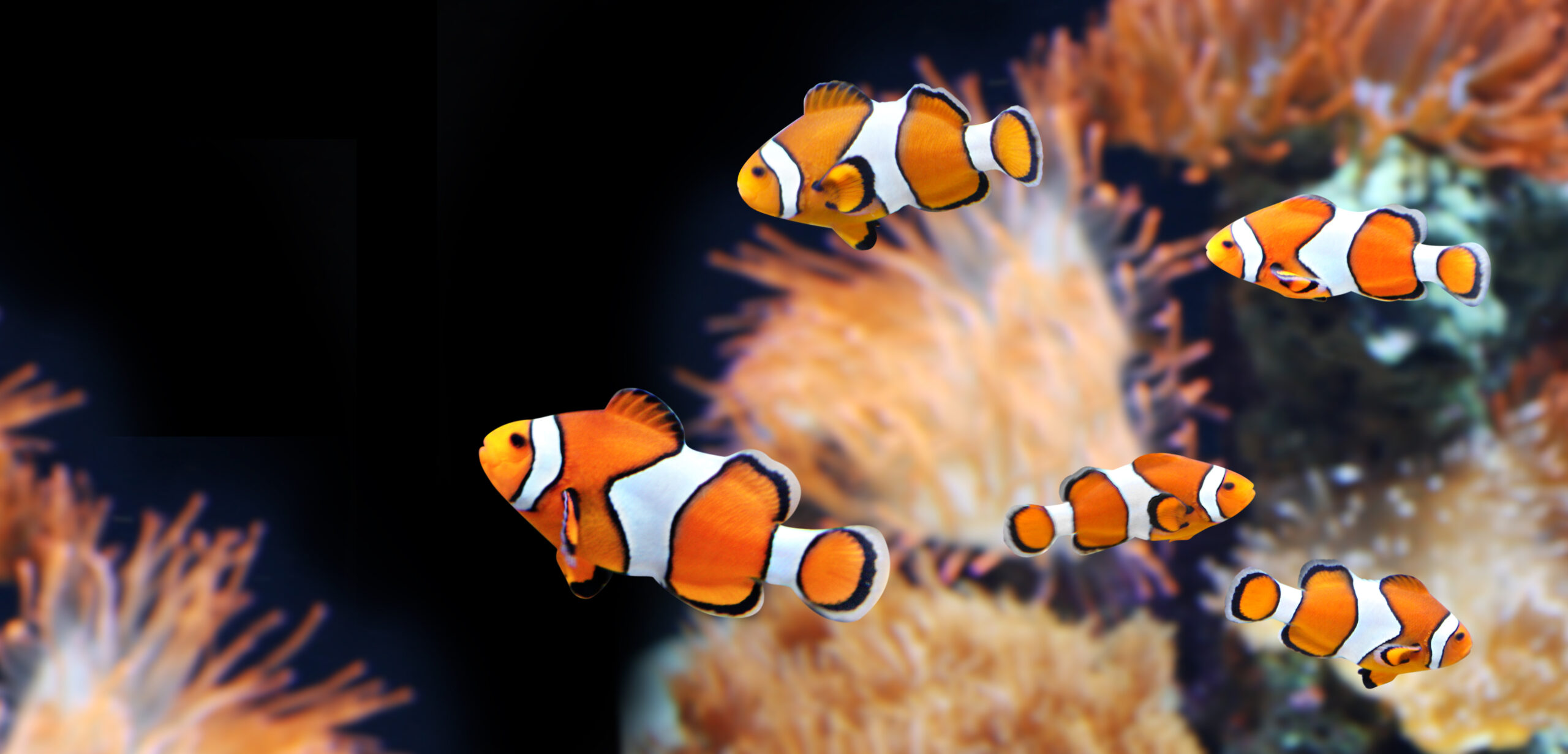 Freshwater Fish - Reef Keepers